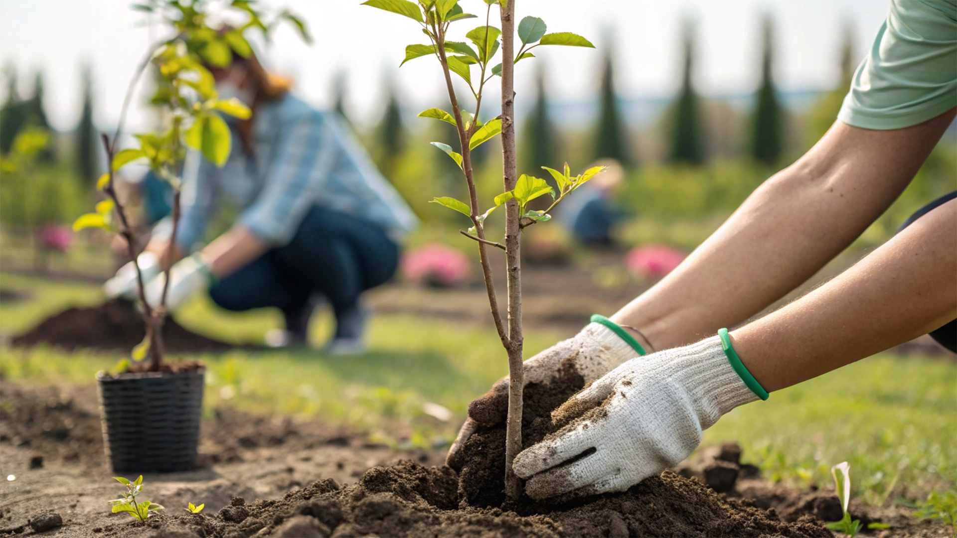 Creating a Green Shield: Landscaping for Energy Conservation in Texas ...